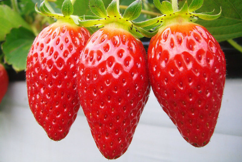 Conheça 19 tipos de morangos mais famosos do Japão - Portal Mie